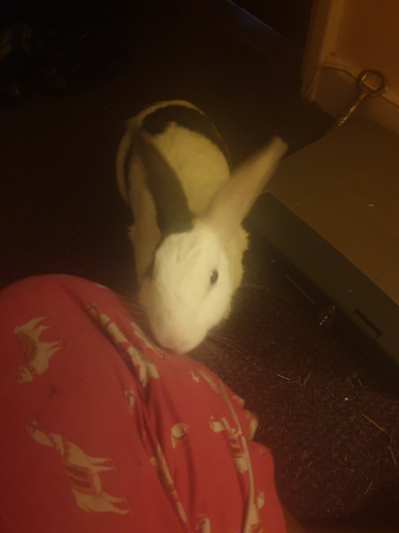 Rabbit face flattening- Grimace scale | BinkyBunny