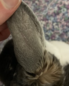Bunny has crust on back of ear. Could this be mites? | BinkyBunny