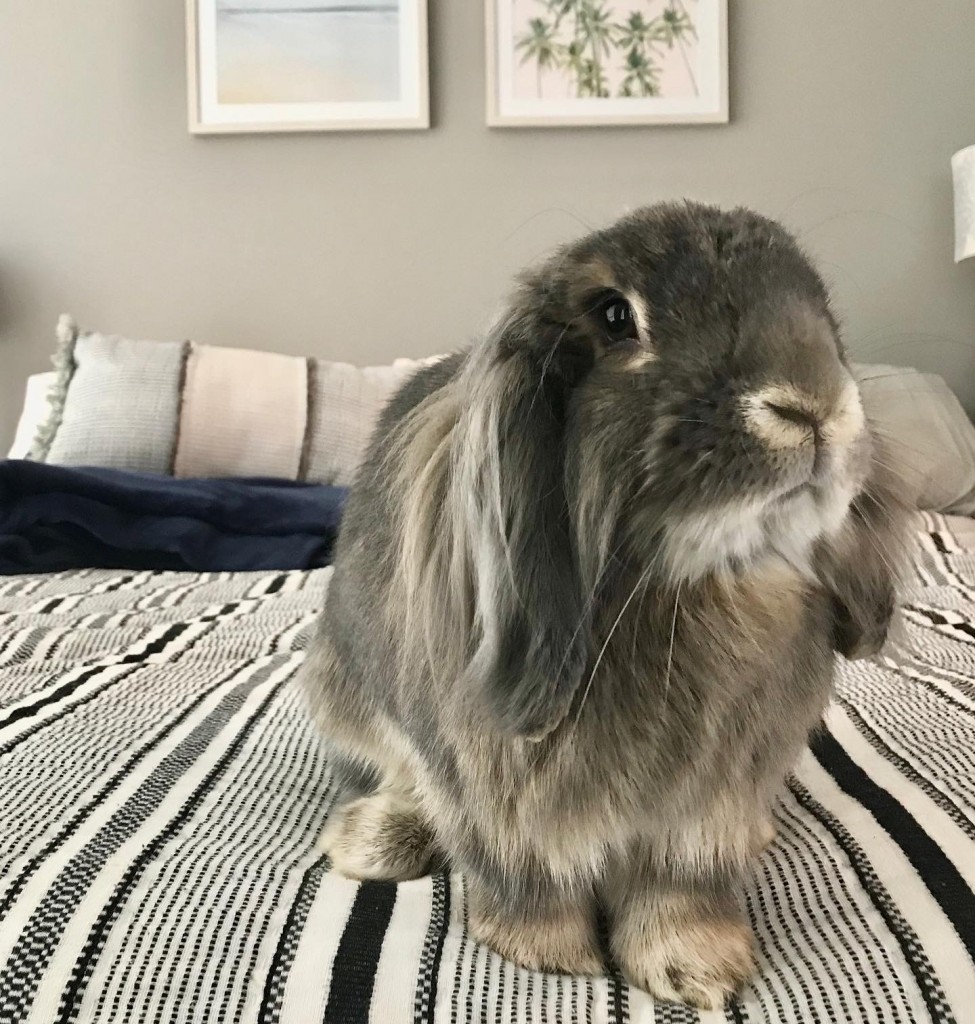 4.5 Year Old Rabbit Died Suddenly: how to deal with the grief | BinkyBunny