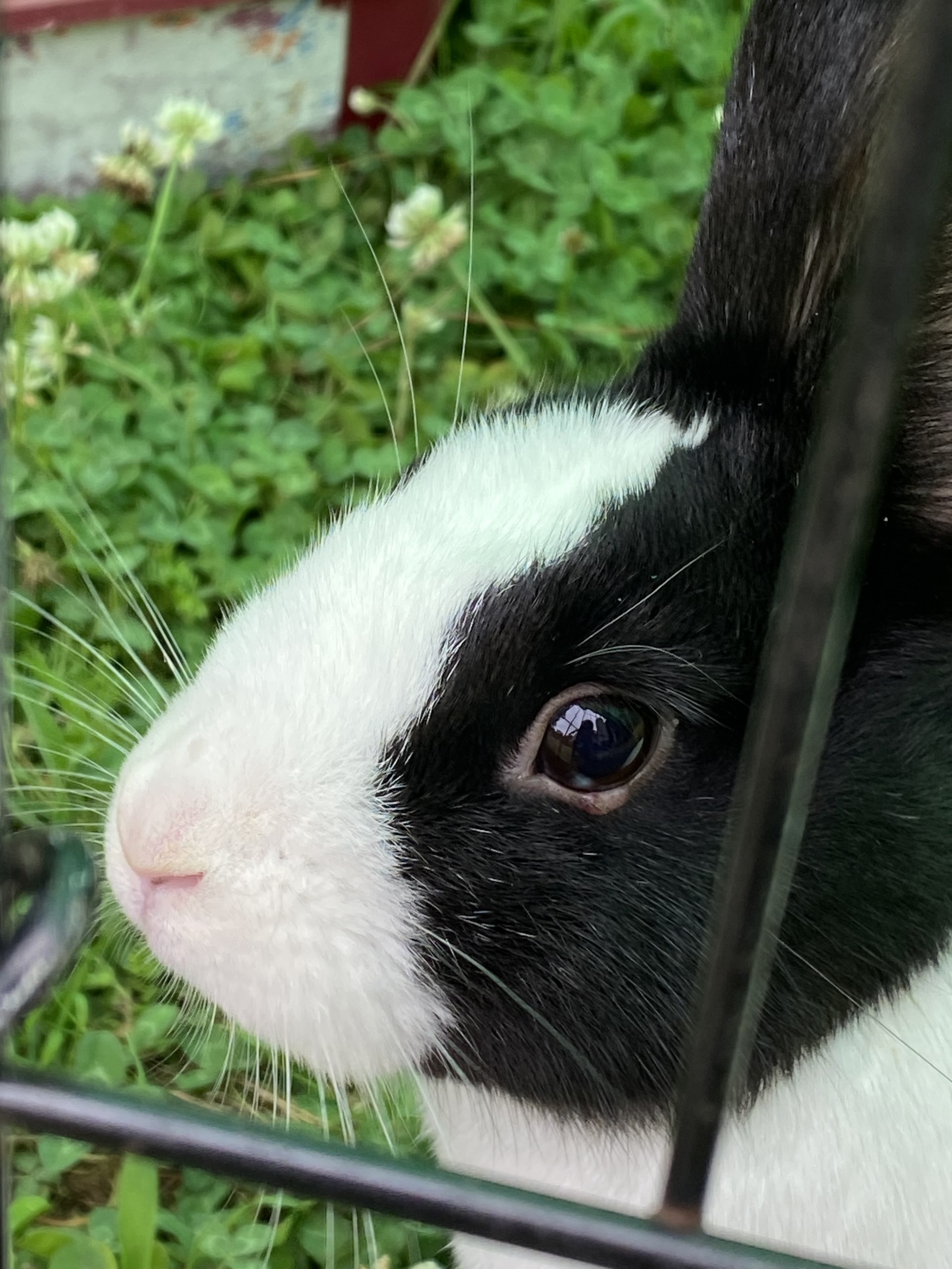 Bump on rabbits waterline | BinkyBunny