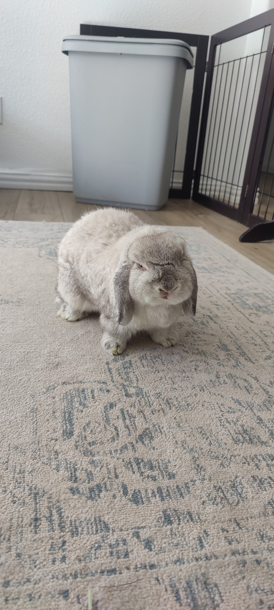 Head Tilt/Facial Paralysis after TECA-BO (no ear infection) | BinkyBunny