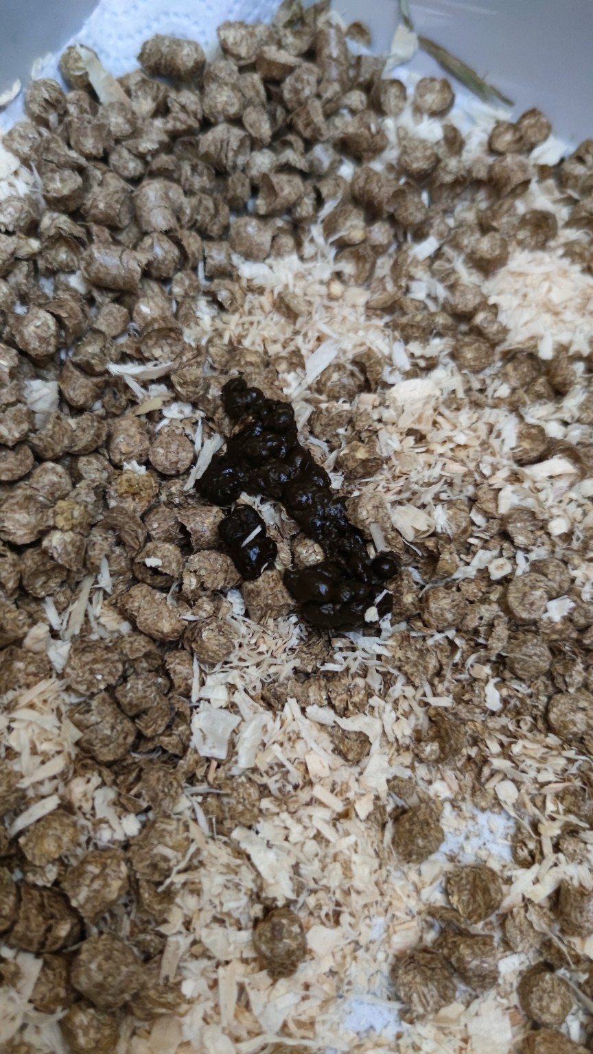 Soft cecotropes | BinkyBunny