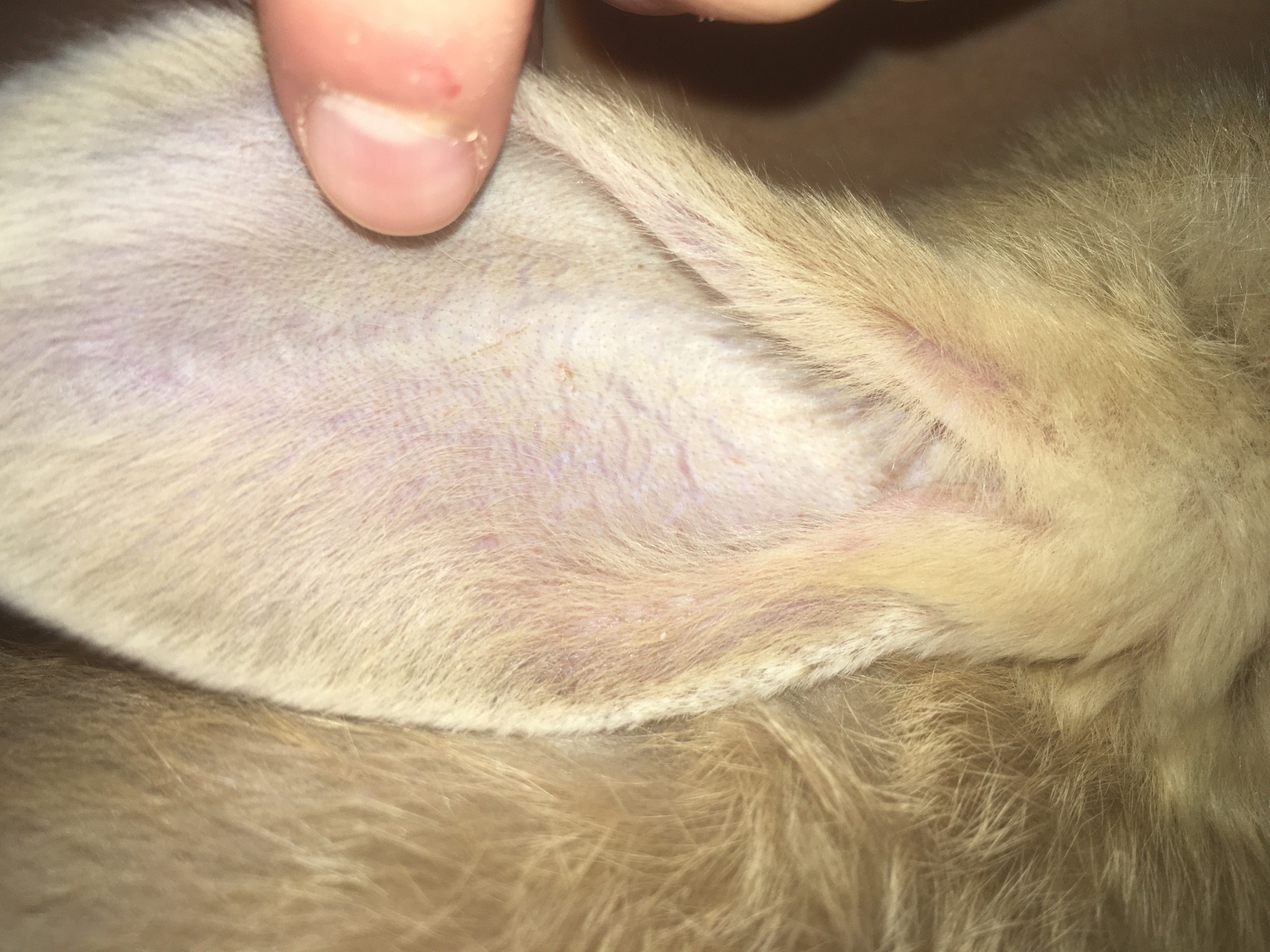 Does my rabbit have ear mites?? | BinkyBunny