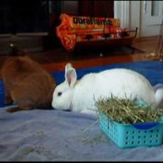 Bonding Day 23 | BinkyBunny