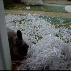 Bunny Diggy Box | BinkyBunny