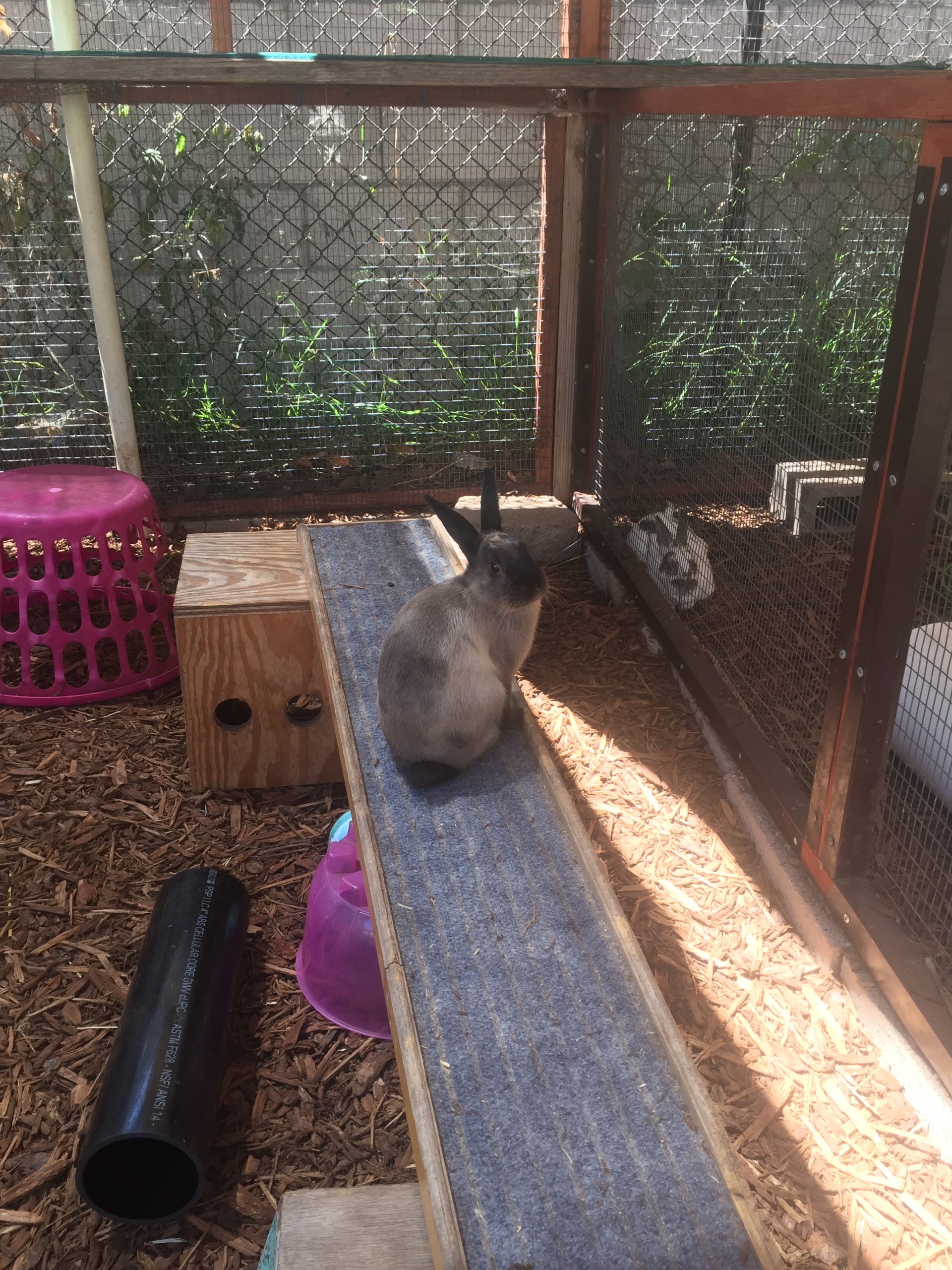 Unusual Rabbit breeds | BinkyBunny