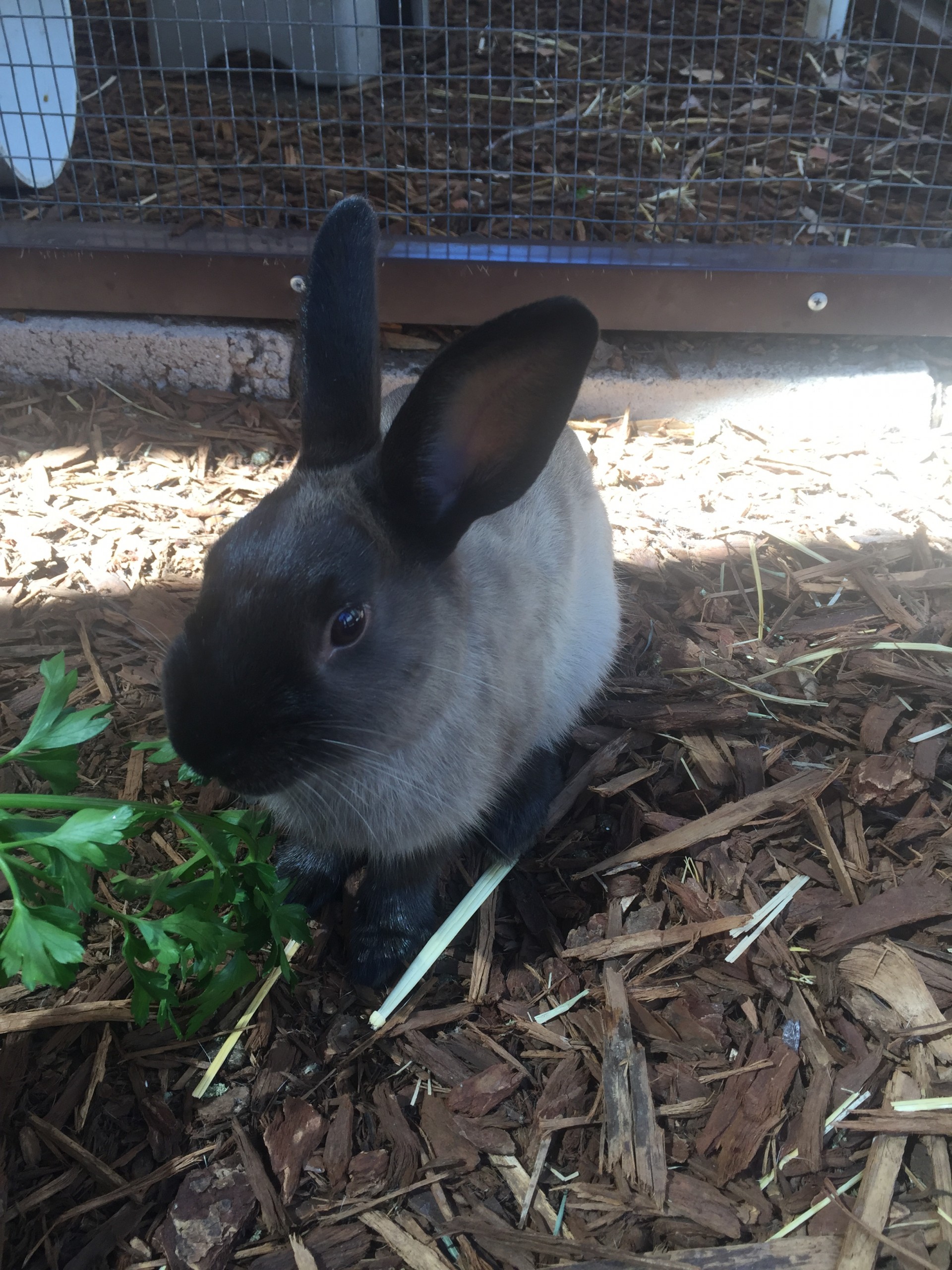 Unusual Rabbit breeds | BinkyBunny