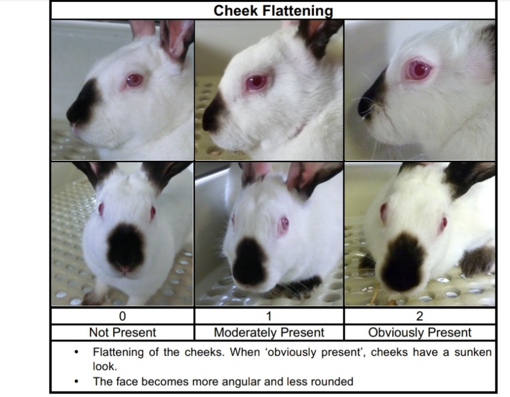 Rabbit face flattening- Grimace scale | BinkyBunny