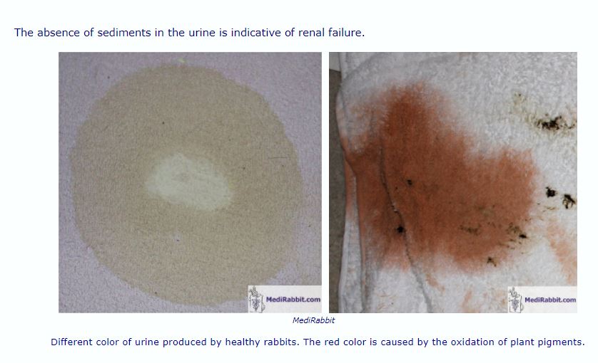 Orange urine | BinkyBunny