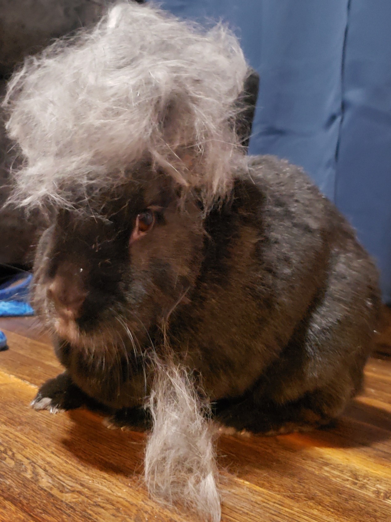 Molt Monsters Archives | BinkyBunny