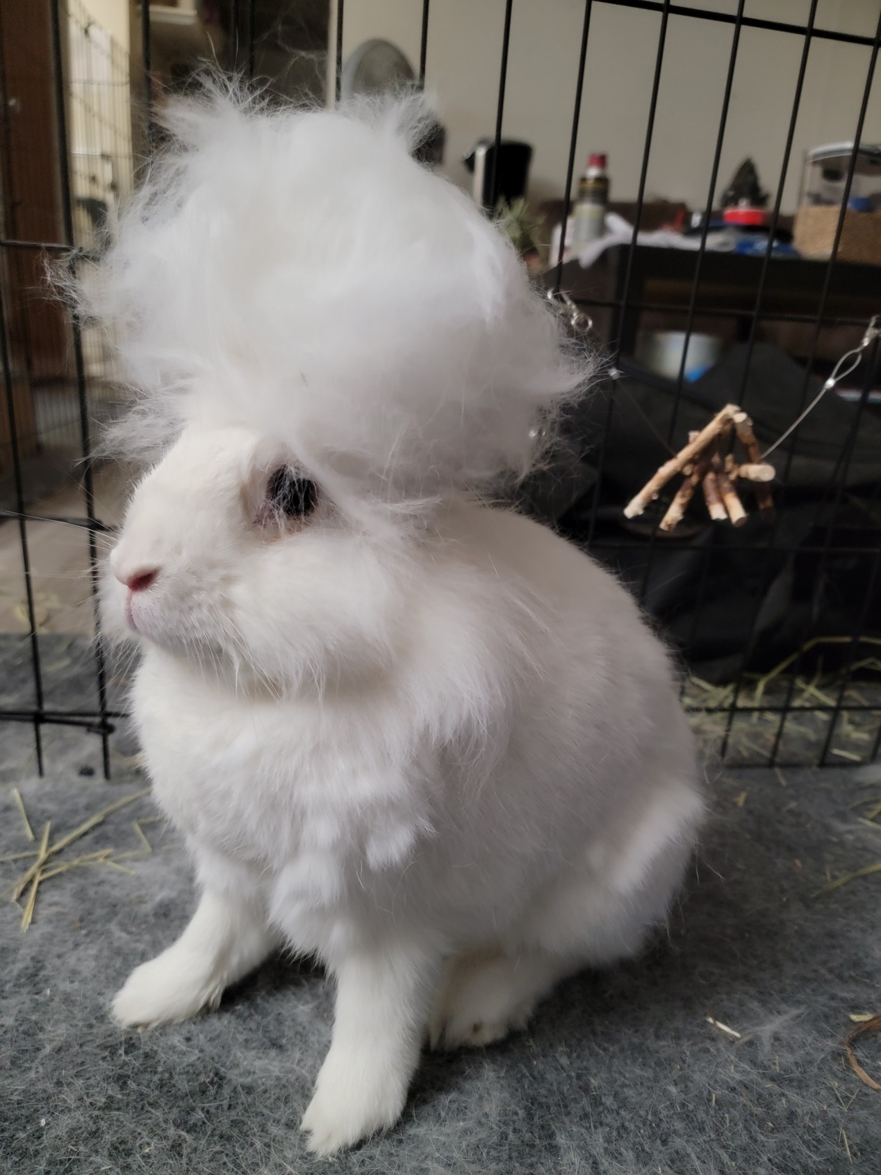 Molt Monsters Archives | BinkyBunny