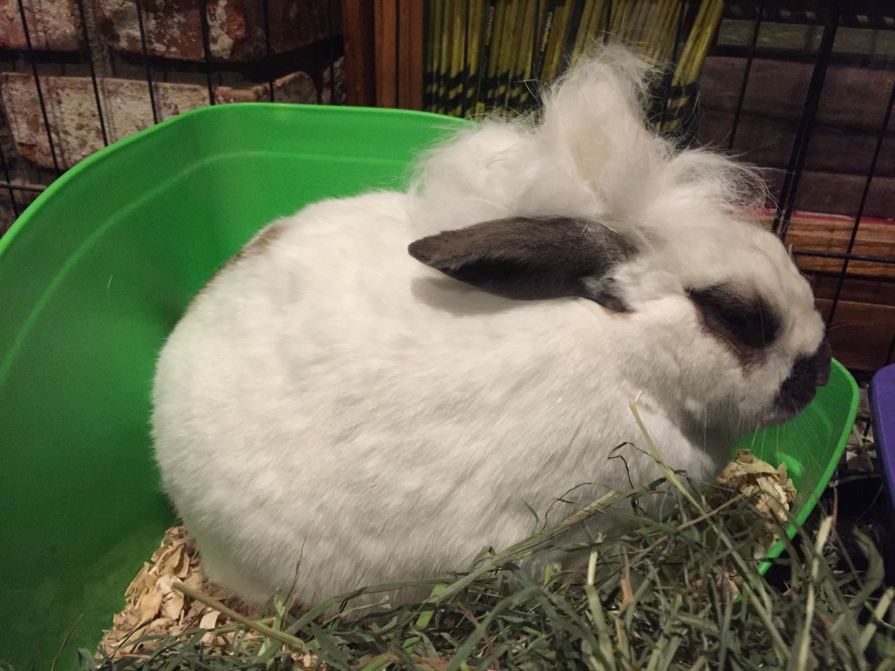 Molt Monsters Archives | BinkyBunny