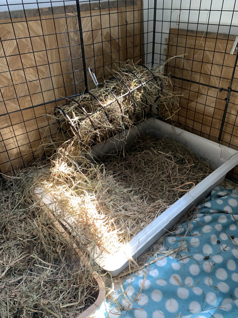 suggestions for hay boxes | BinkyBunny