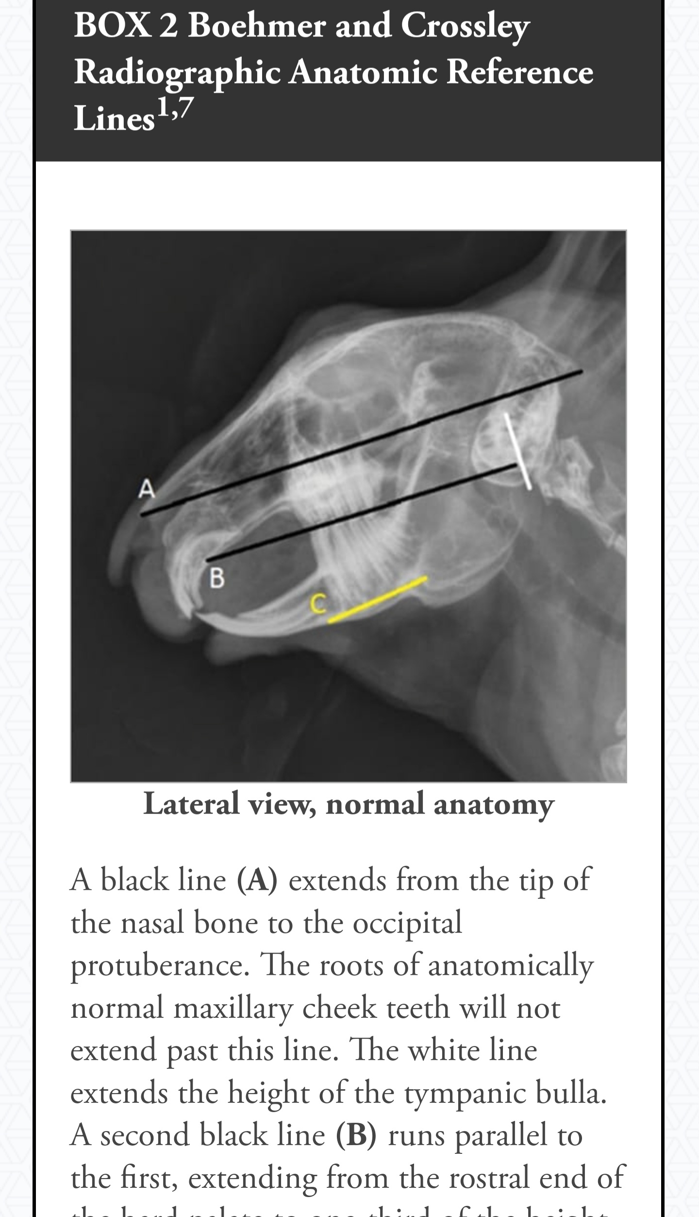 Does my bunny have root problems? Pls check this dental x ray for me ...