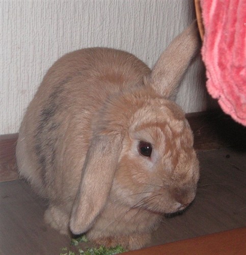 One ear up, one ear down | BinkyBunny