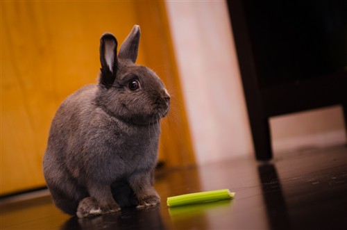 Rabbit Identification | BinkyBunny