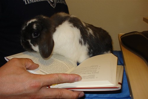 bunny twins | BinkyBunny