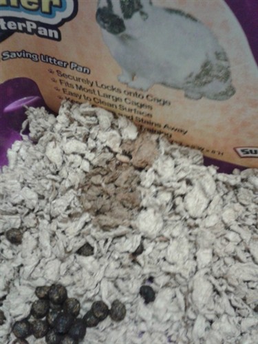 red pee or blood? | BinkyBunny