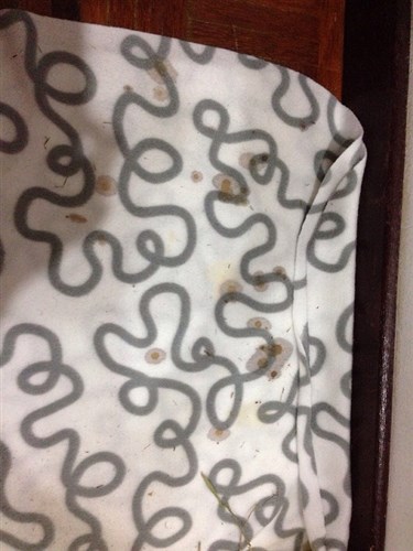 Messy poopy butt, melted cecotropes | BinkyBunny