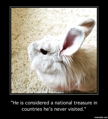 BinkyBunny | The Most Interesting Rabbit in the World