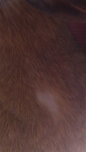 Bunny Losing Fur? | BinkyBunny