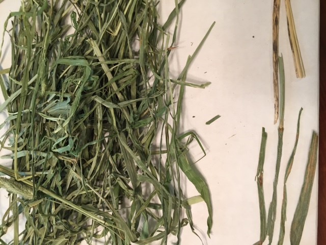 Timothy Hay Color | BinkyBunny