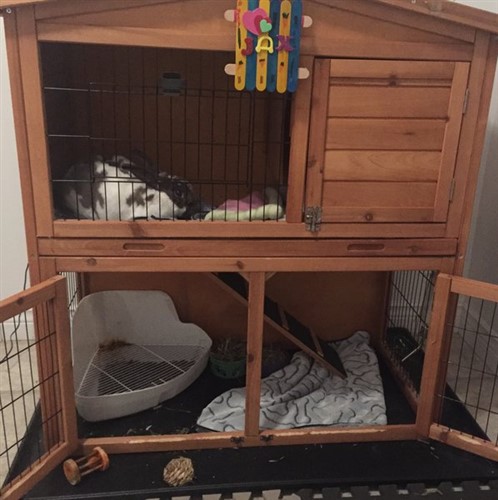 Mini Rex Sore Hocks from Hutch and Flooring? | BinkyBunny