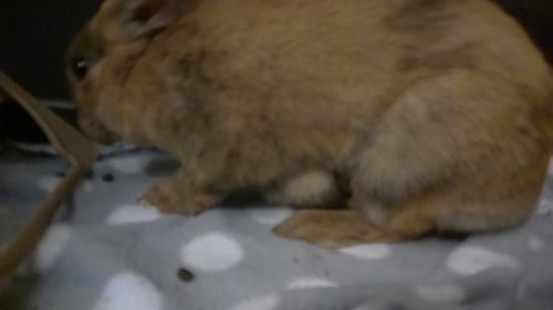 Mystery lump after treatment! | BinkyBunny