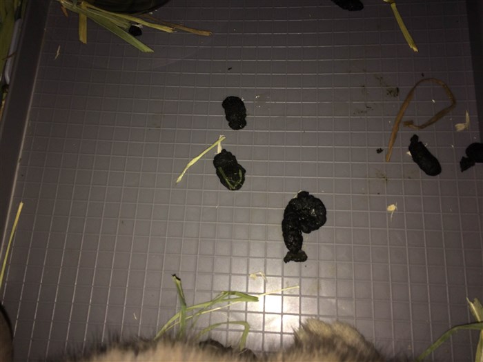Strange bunny poops! | BinkyBunny